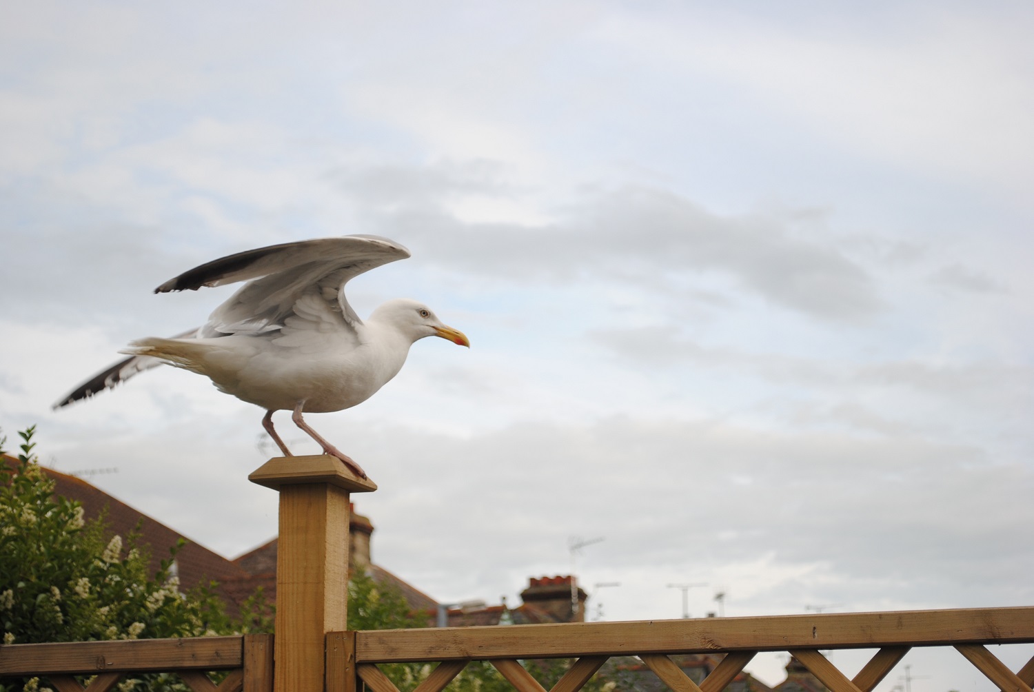 About Seagulls and Seagull Babies – AnimalWhoop